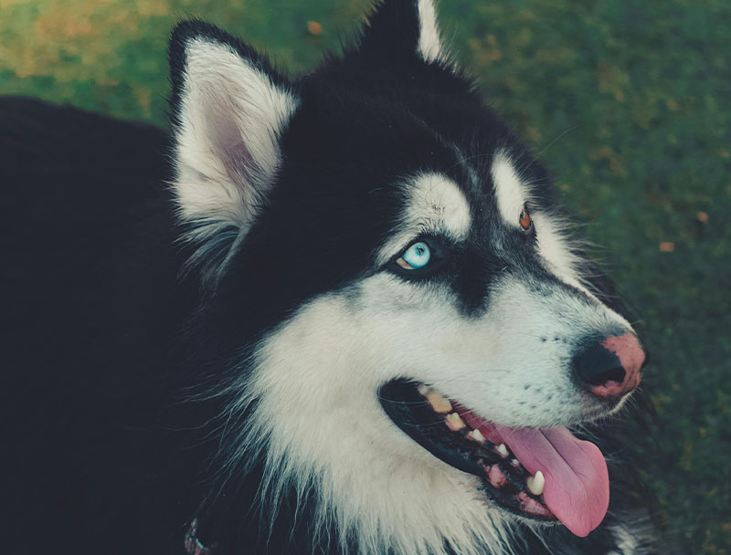 Accessibility Statement Carolina Animal Eye